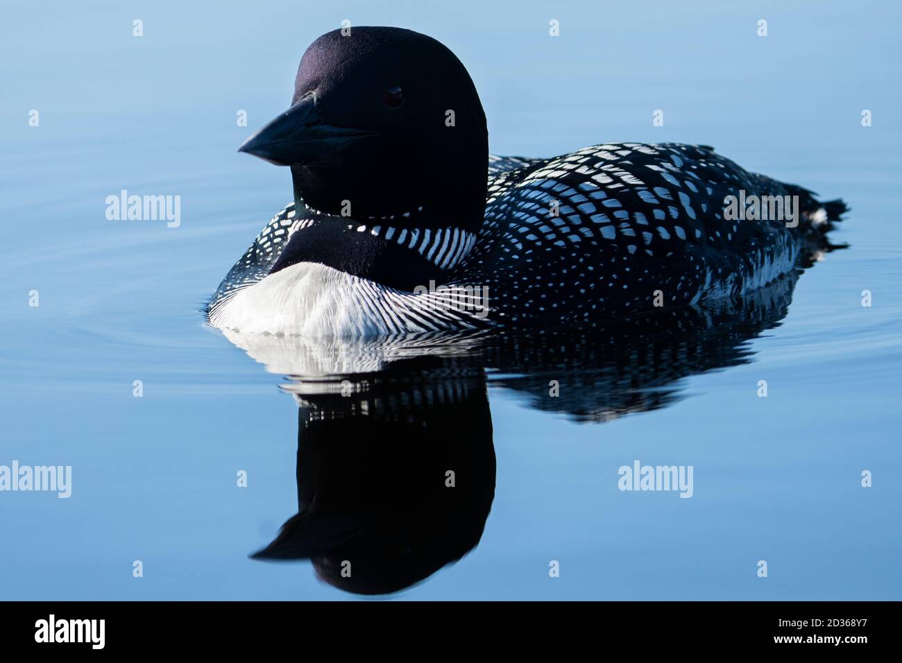 Common Loon resting at the surface of a lake Stock Photo - Alamy