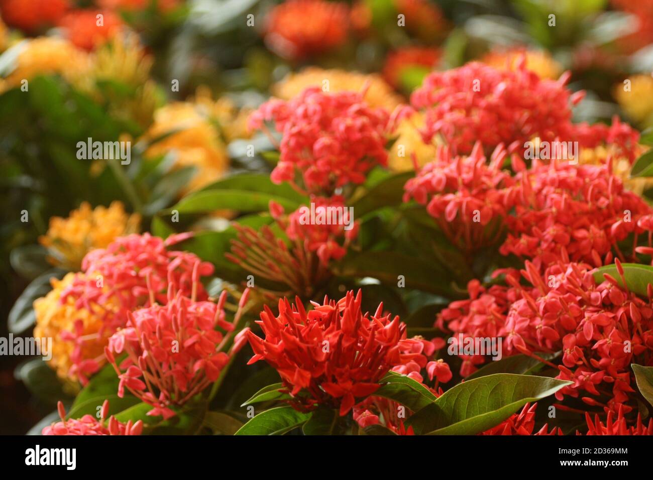 Protea family hi-res stock photography and images - Alamy