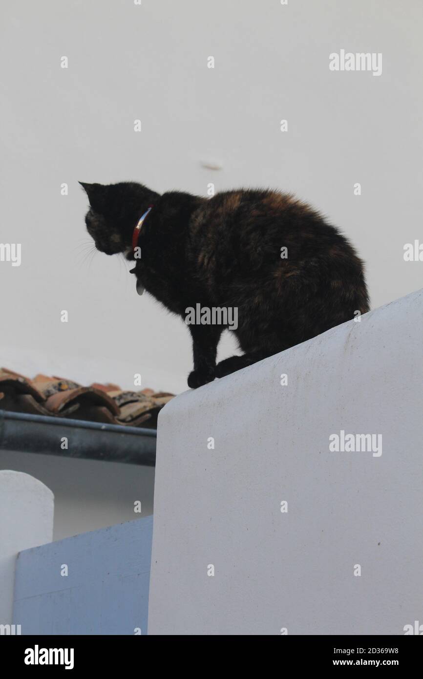 Maritime cat hi-res stock photography and images - Alamy