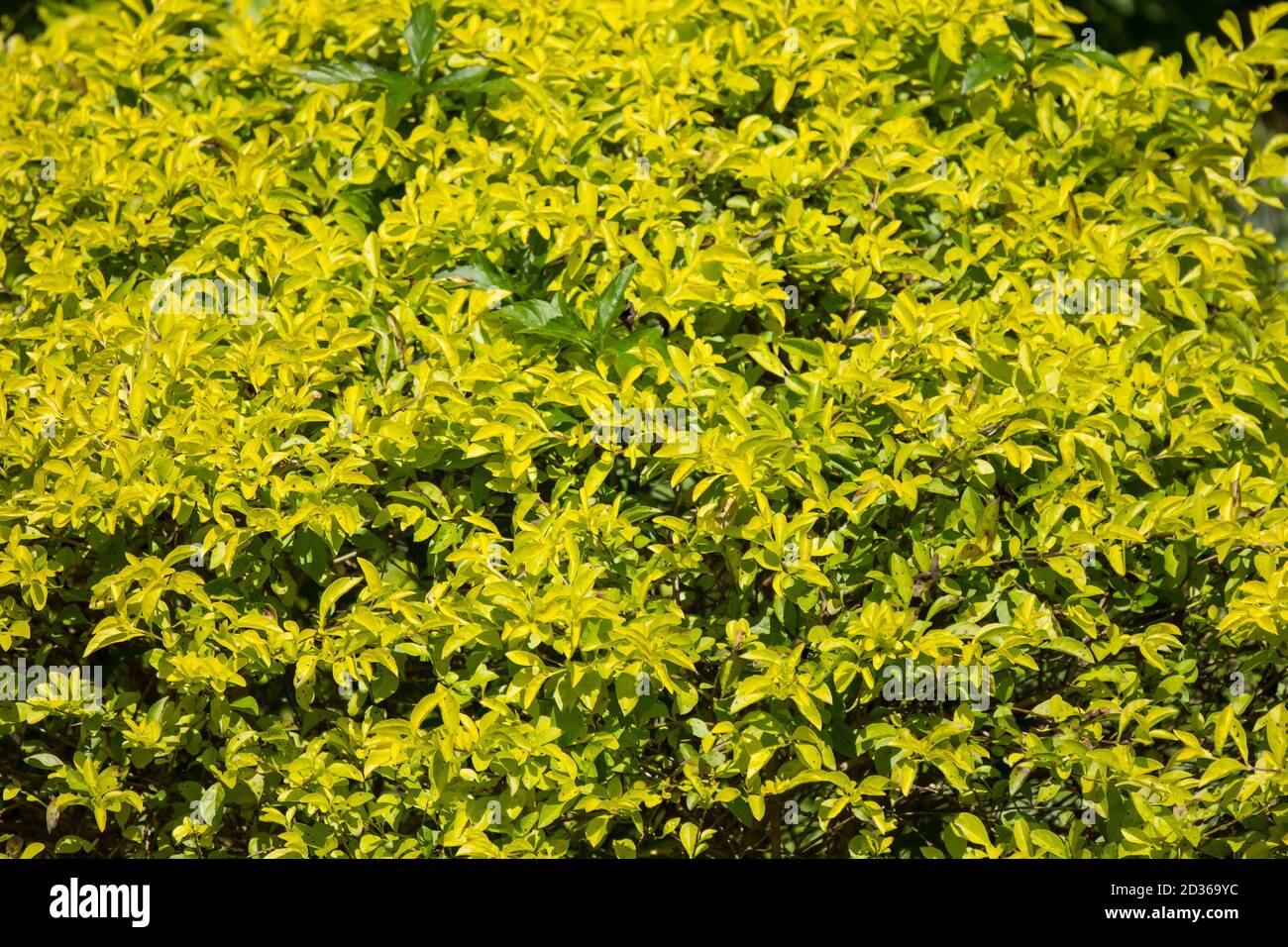 Duranta Erecta Cuban Gold