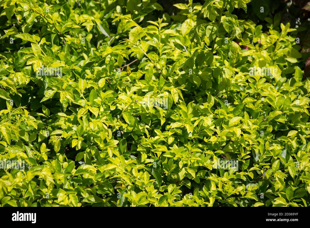 Close up Green leaf of Duranta repens tree Stock Photo - Alamy