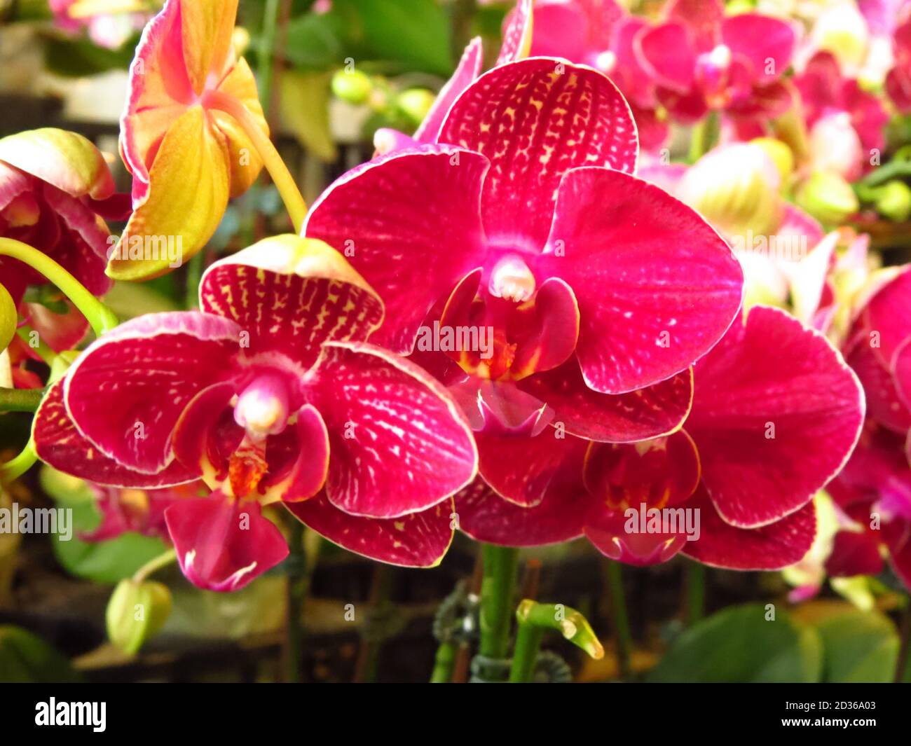 Closeup shot violet moth hi-res stock photography and images - Alamy