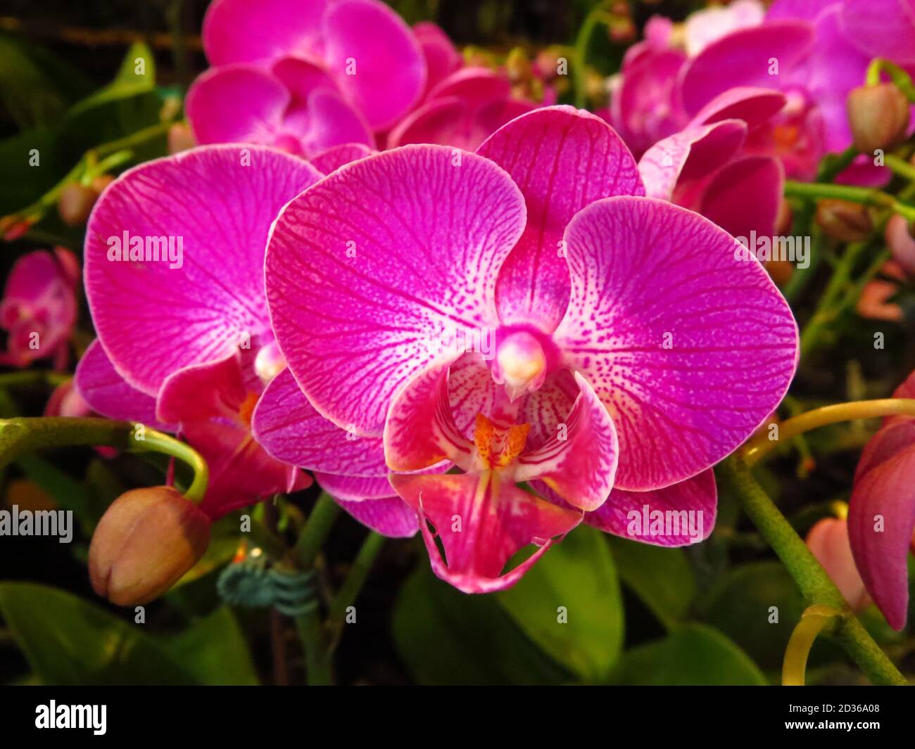 Closeup shot violet moth hi-res stock photography and images - Alamy