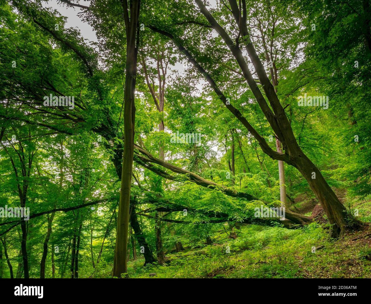 Massive tree damage hi-res stock photography and images - Alamy