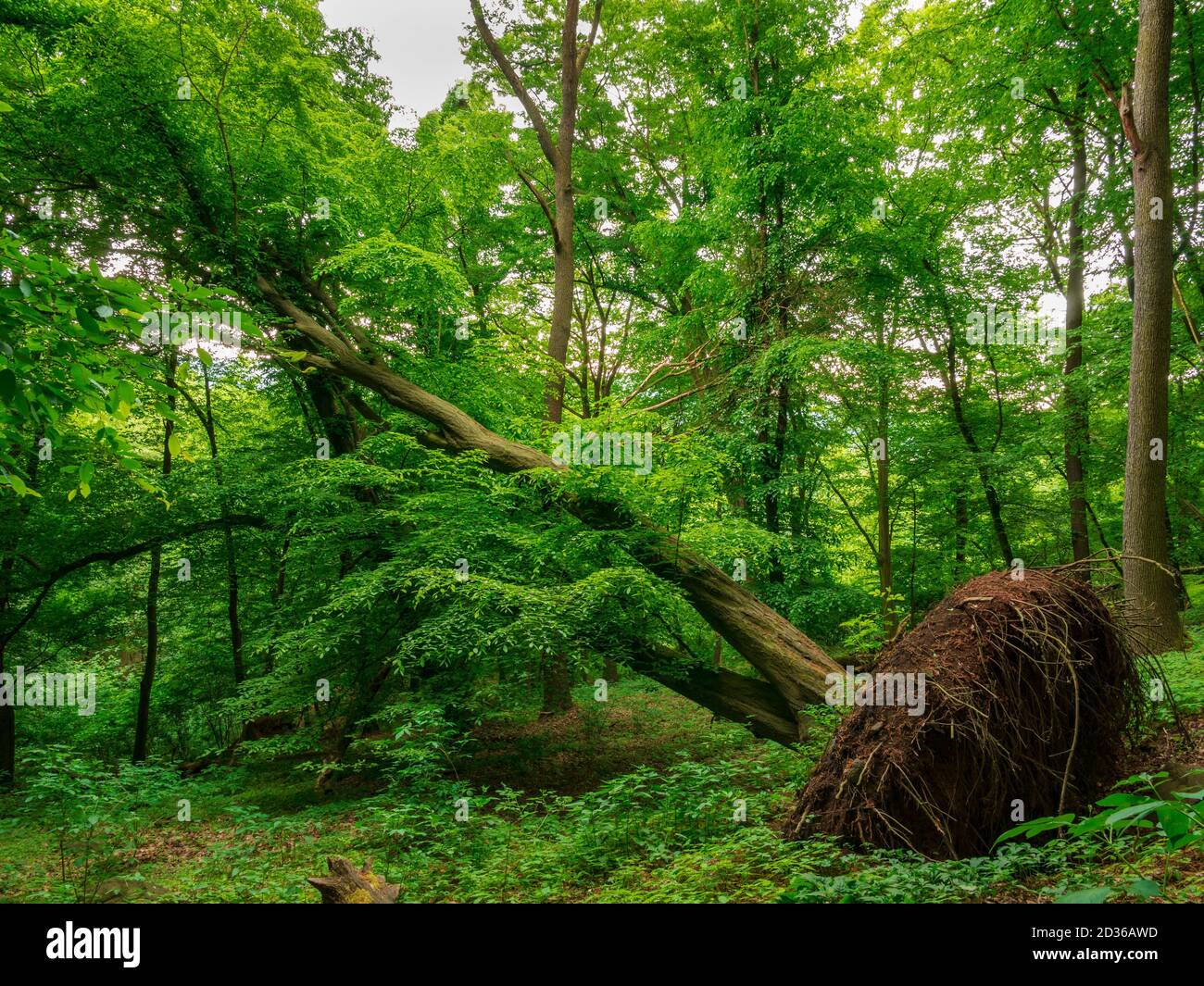 Uprooted tree in the forest after storm Stock Photo - Alamy