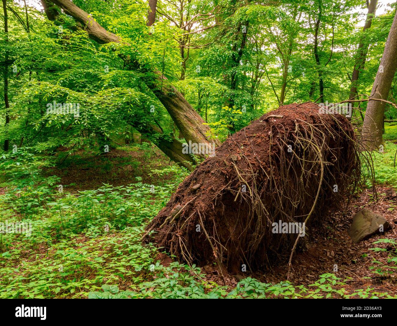 Uprooted tree in the forest after storm Stock Photo - Alamy
