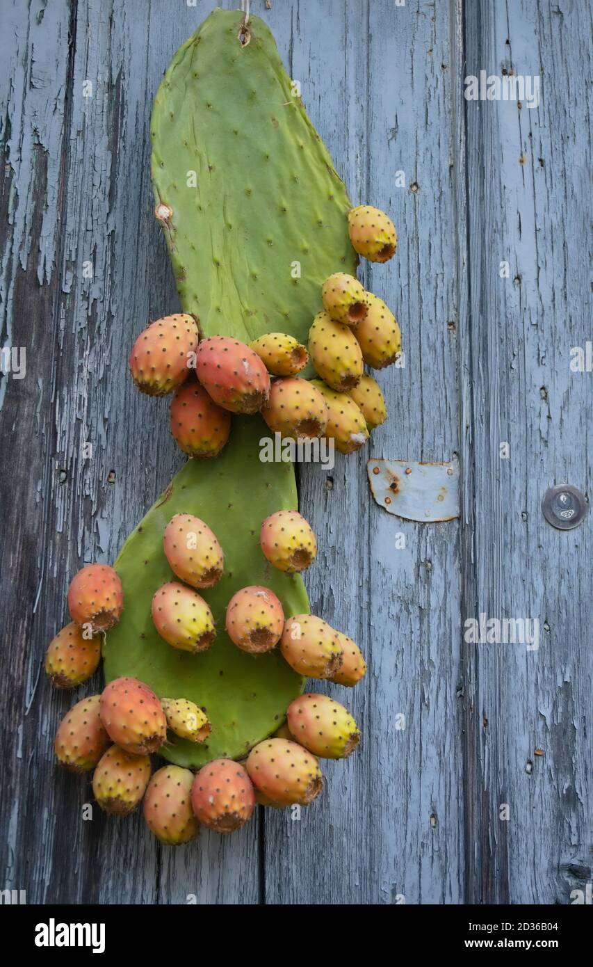 prickly pears fichi d'india a delicious fruit that becomes an ornament ...