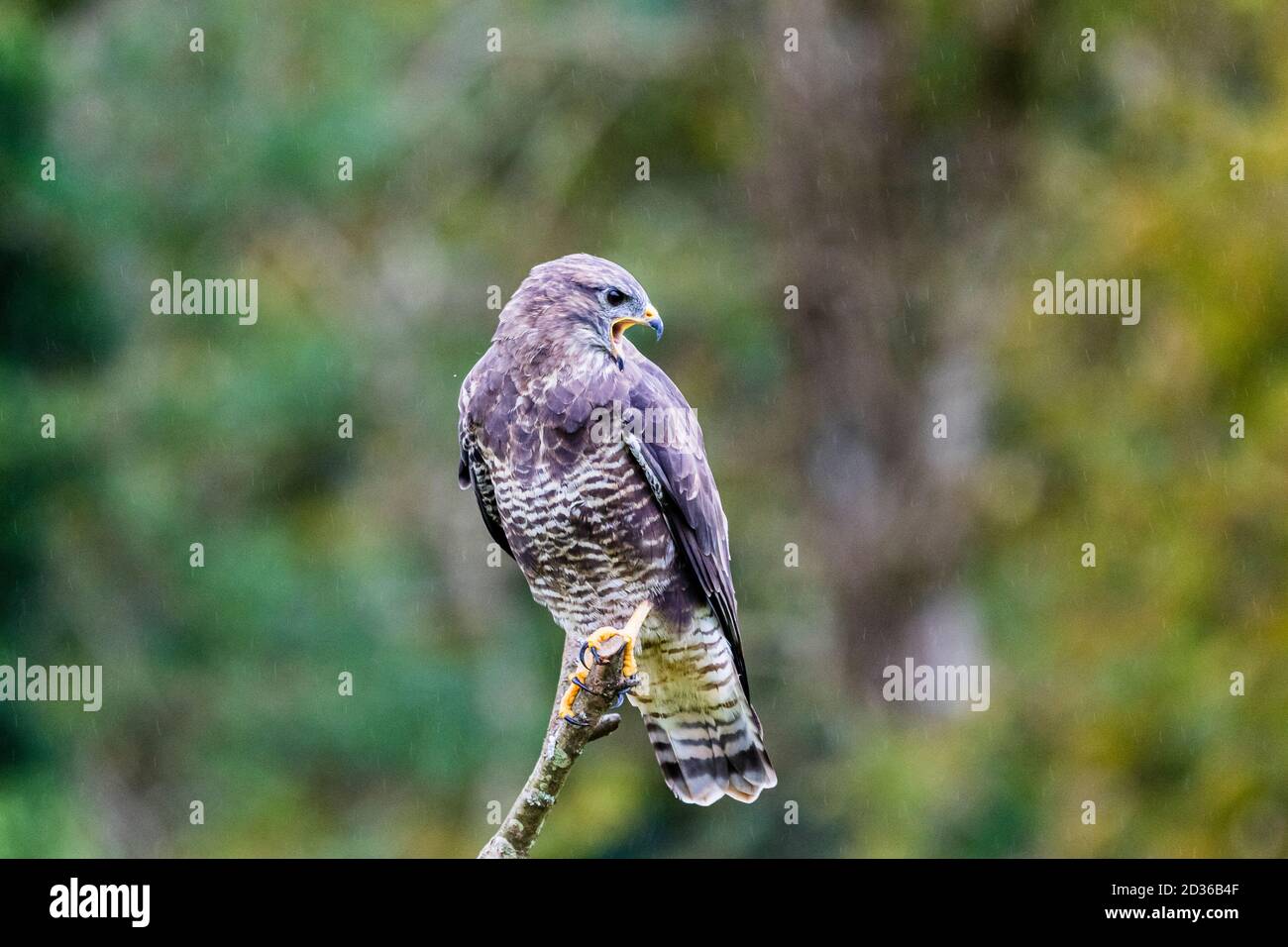 A buzzard caught in the rain in mid Wales Stock Photo - Alamy