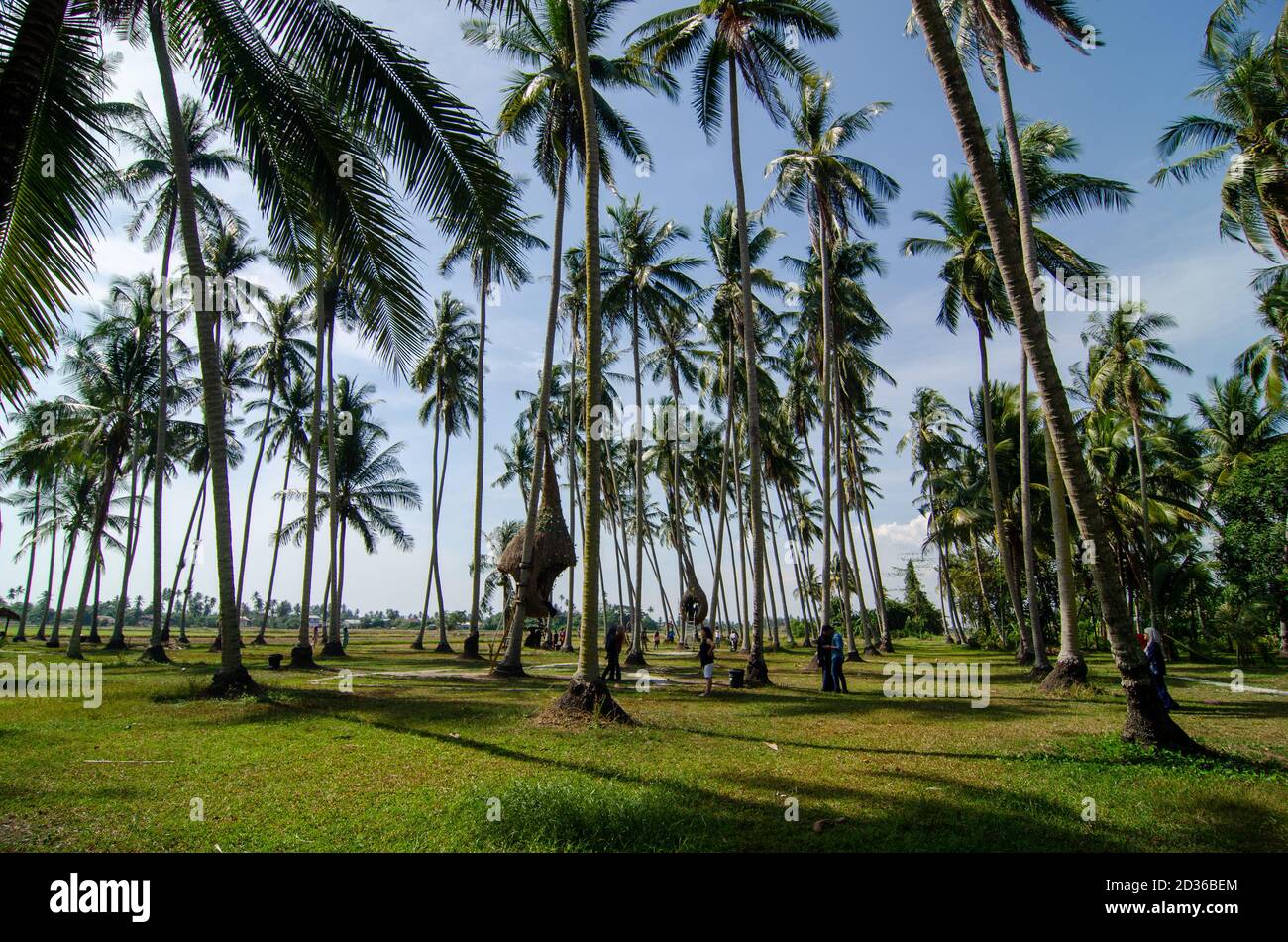 Penaga, Penang/Malaysia - Mar 14 2020: Coconut tree plantation Stock ...