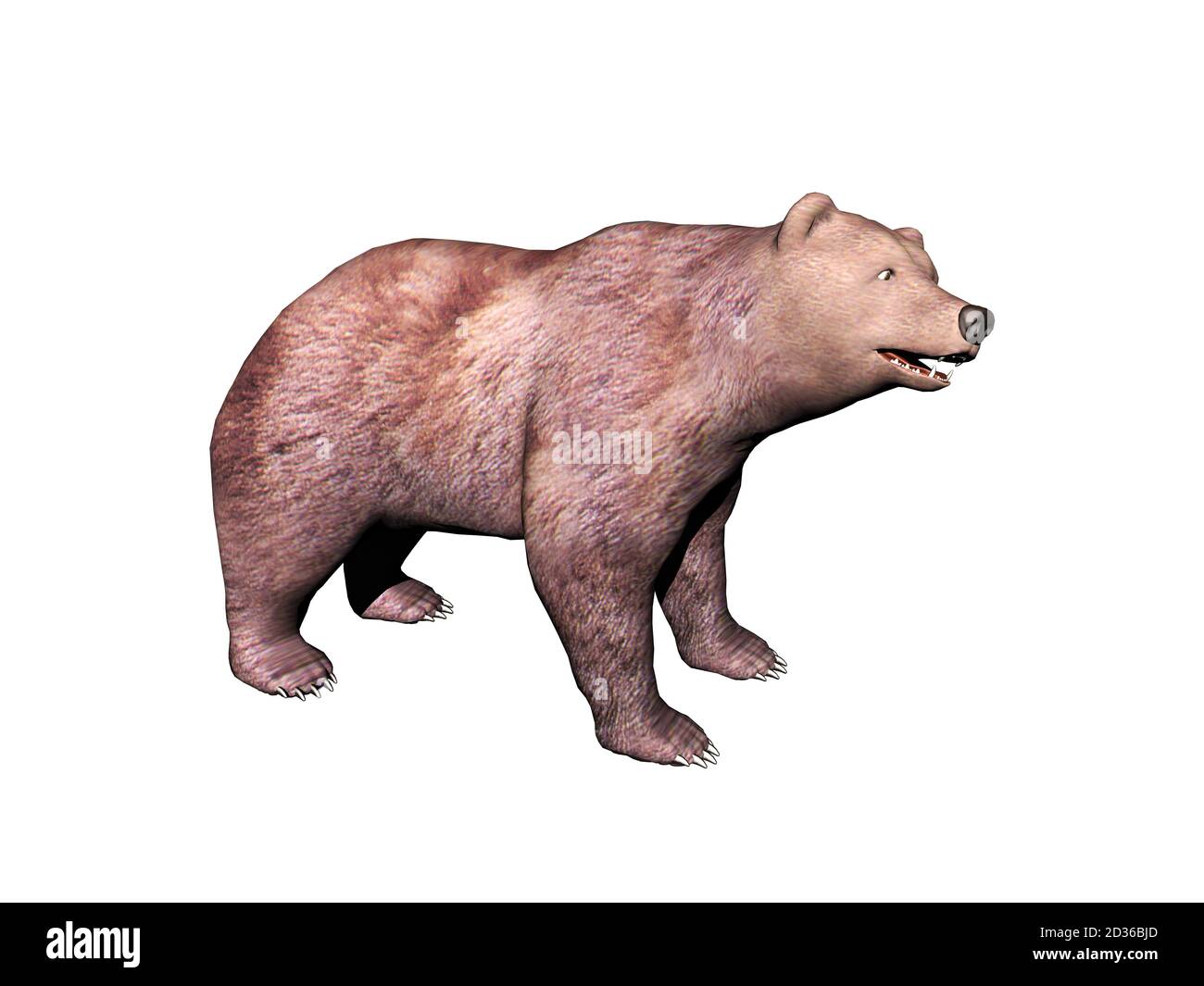 big brown bear with sharp teeth Stock Photo - Alamy