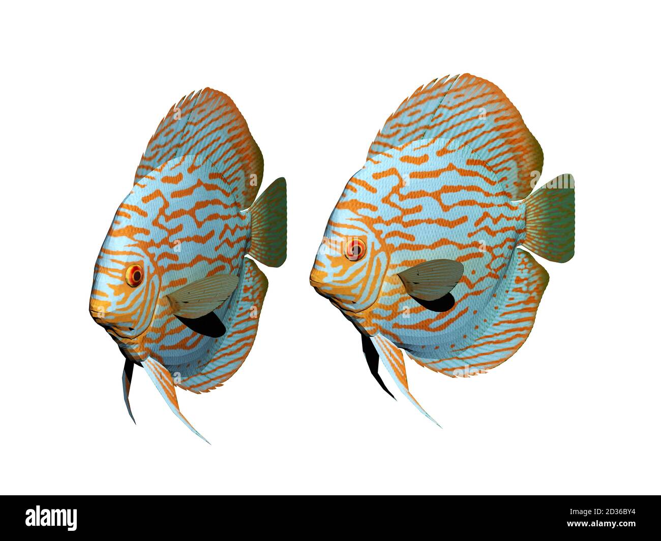 elegant ornamental fish swim in the water Stock Photo - Alamy