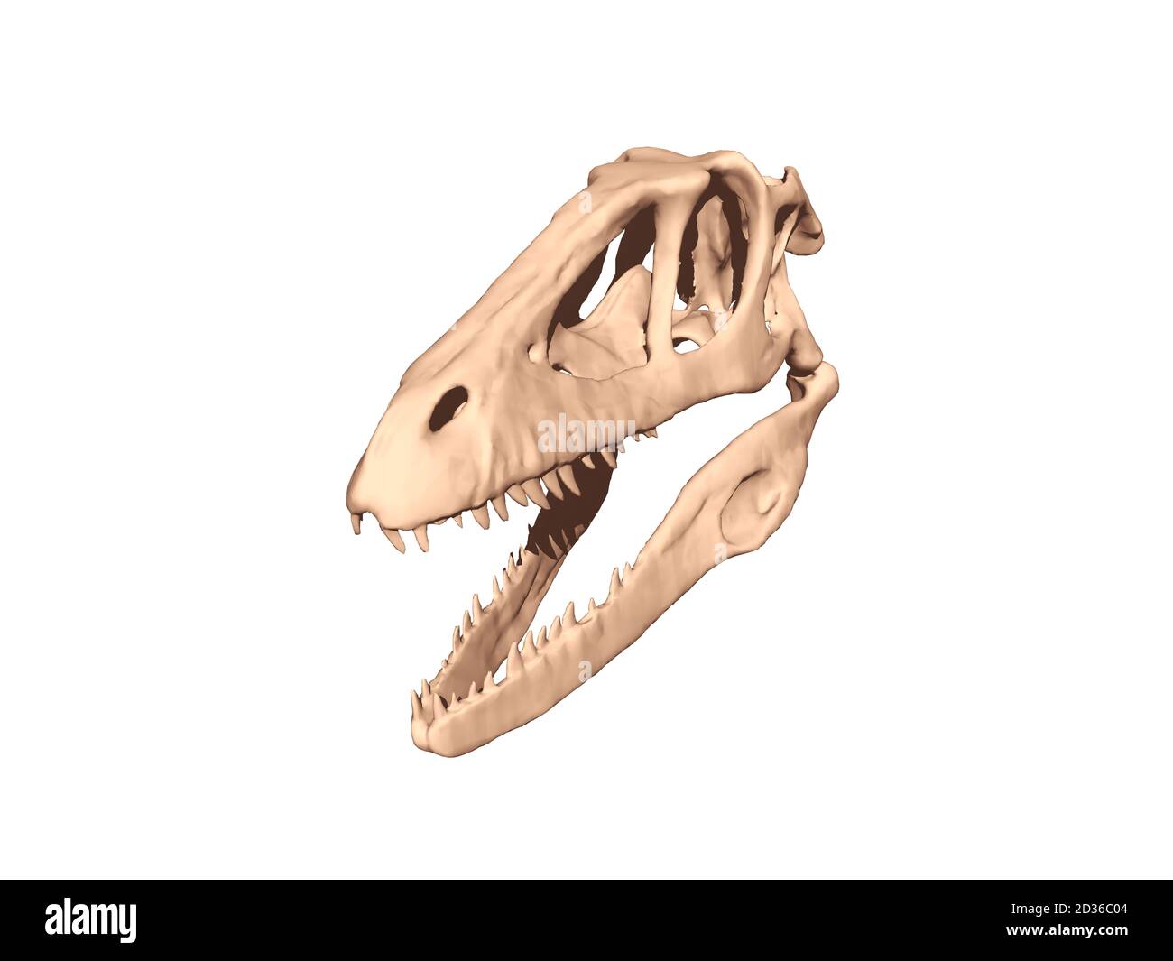Saurian skull with teeth Stock Photo - Alamy