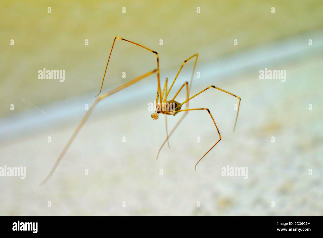 Spider floating hi-res stock photography and images - Alamy