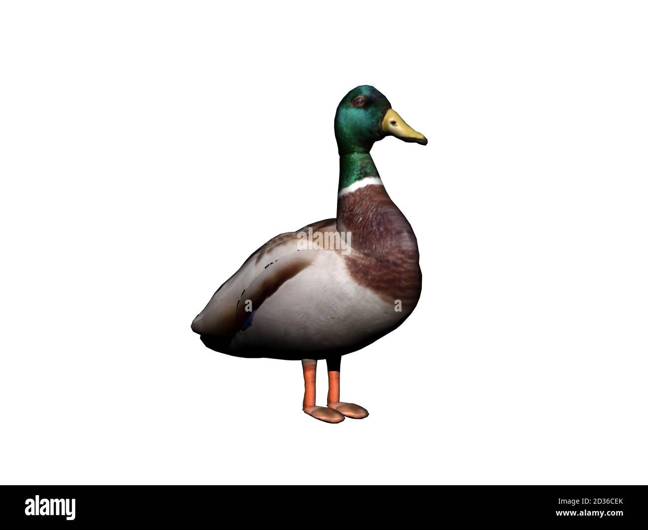 Mallard duck with green neck waddles around Stock Photo - Alamy