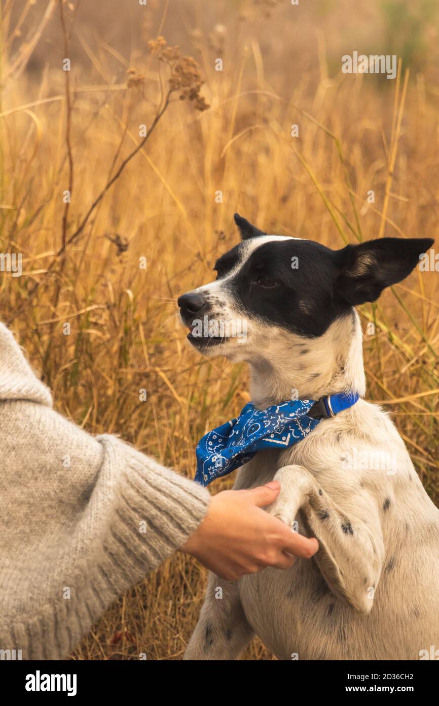 The dog is afraid of the human hand during training Stock Photo - Alamy