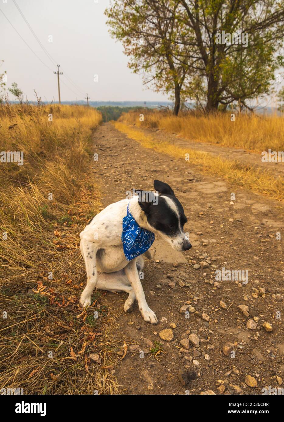 Wide angle photo dog itching autumn path funny meme Stock Photo - Alamy