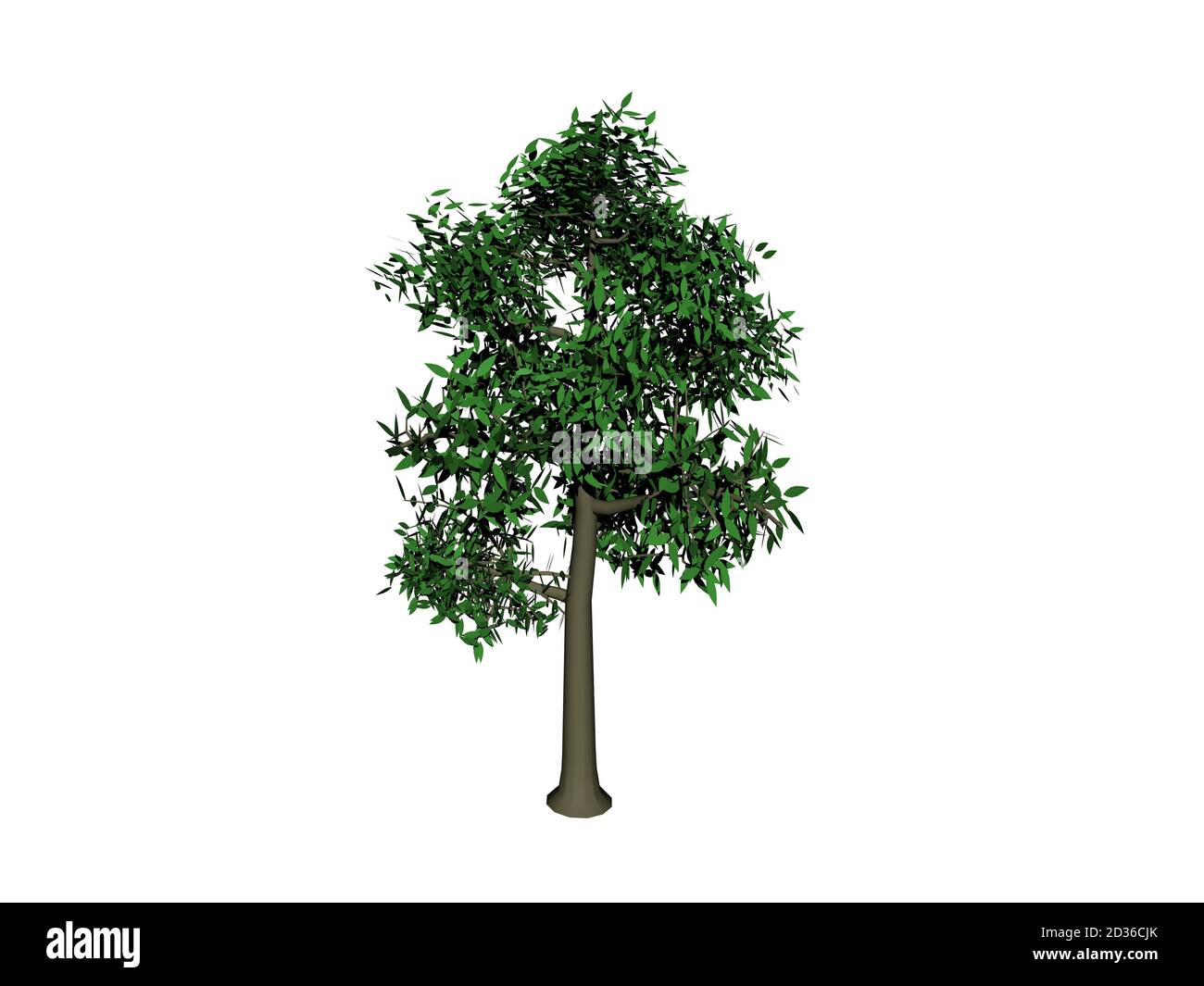 tall trees with lush foliage Stock Photo - Alamy