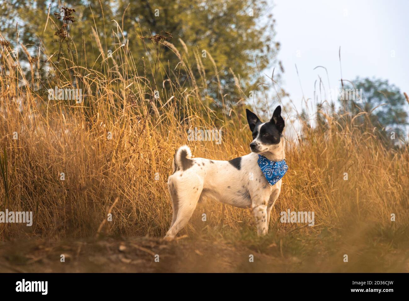 Bagel dog hi-res stock photography and images - Alamy