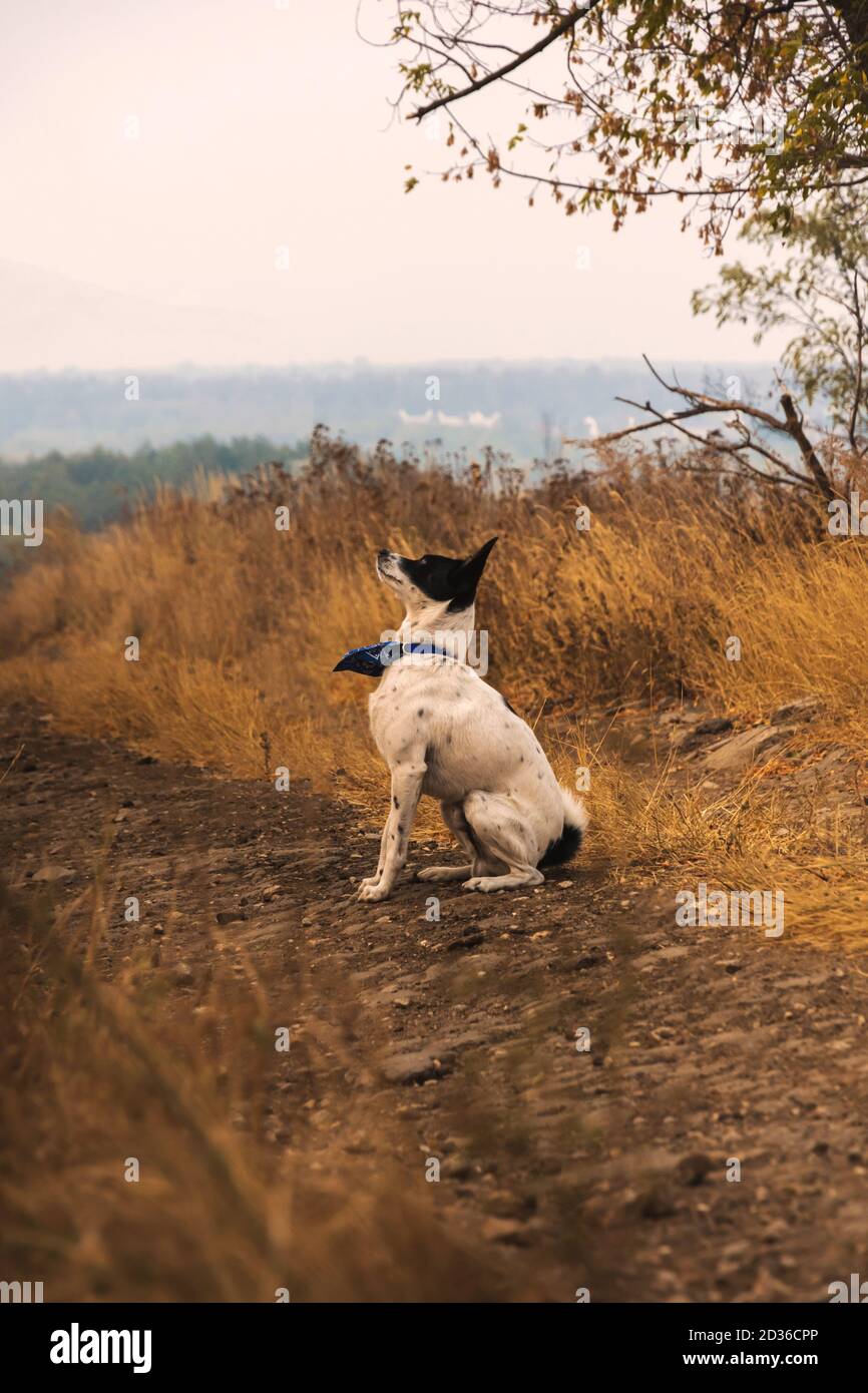 A dog prepares to jump on the autumn landscape path field lonely tree ...