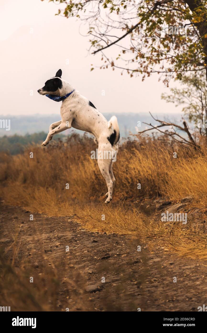 Jumping dog, photo in motion, animal anatomy, autumn landscape and ...