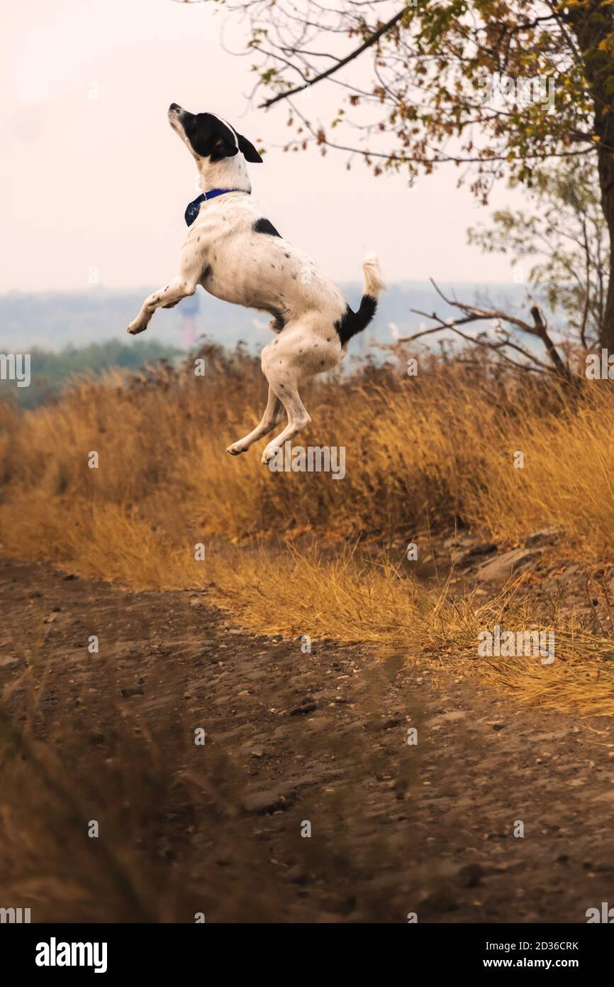 Jumping dog, photo in motion, animal anatomy, autumn landscape and ...