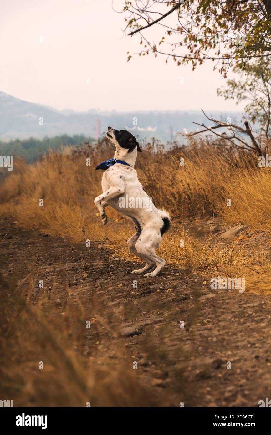 Jumping dog, photo in motion, animal anatomy, autumn landscape and ...