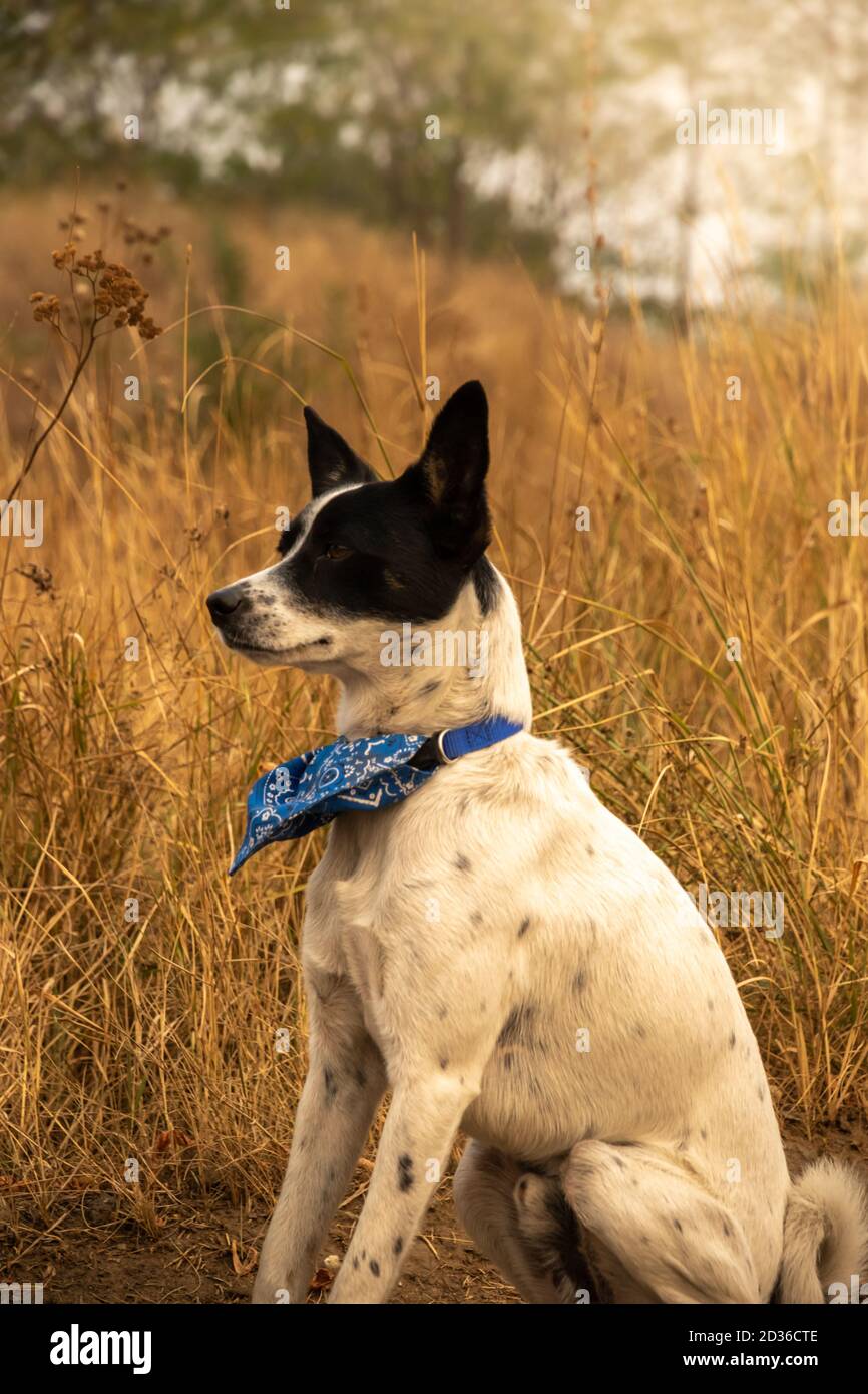 Dog sitting in a beautiful autumn field atmospheric retro photo Stock ...