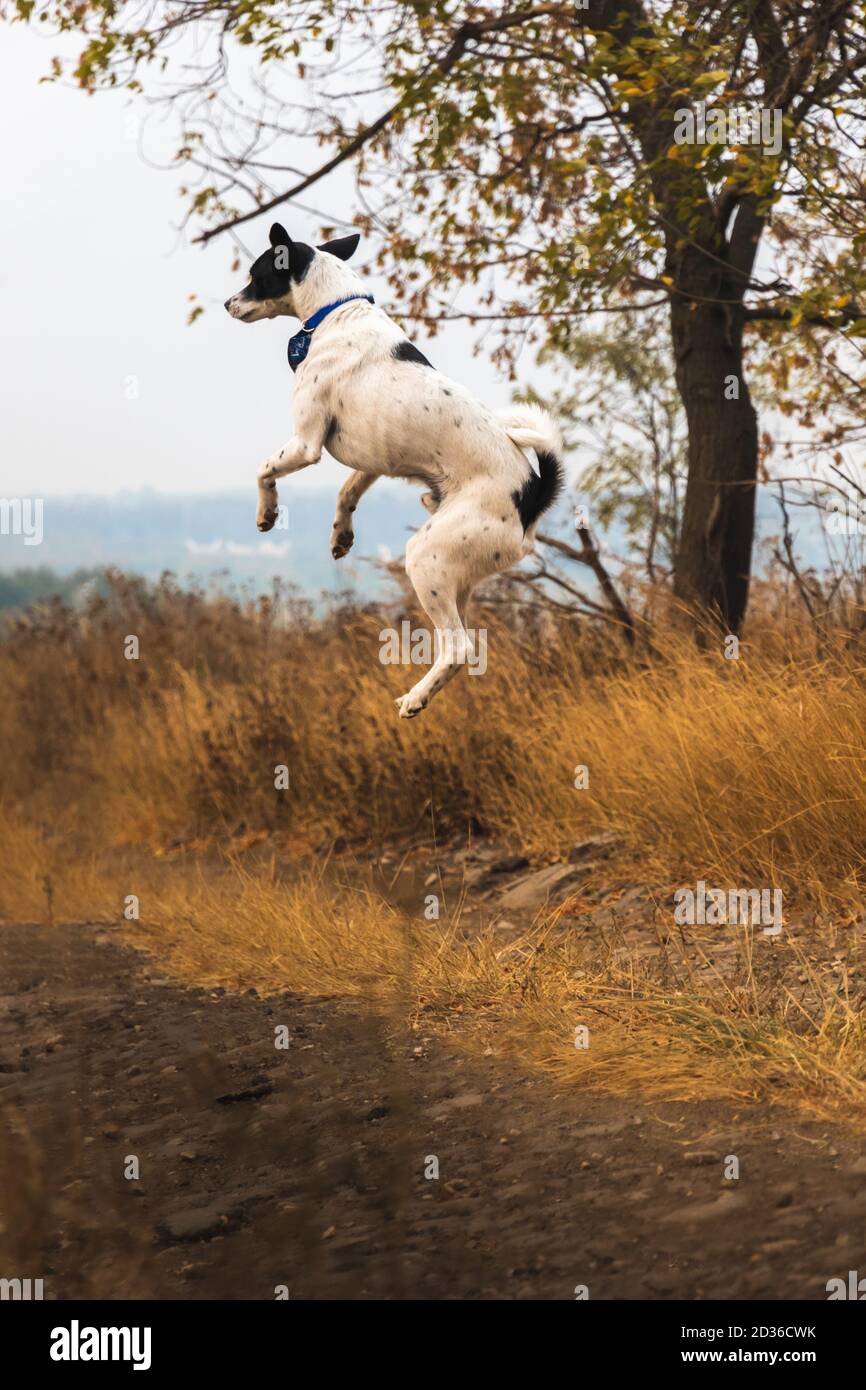 Dog jumping in flight on an autumn landscape path field lonely tree ...