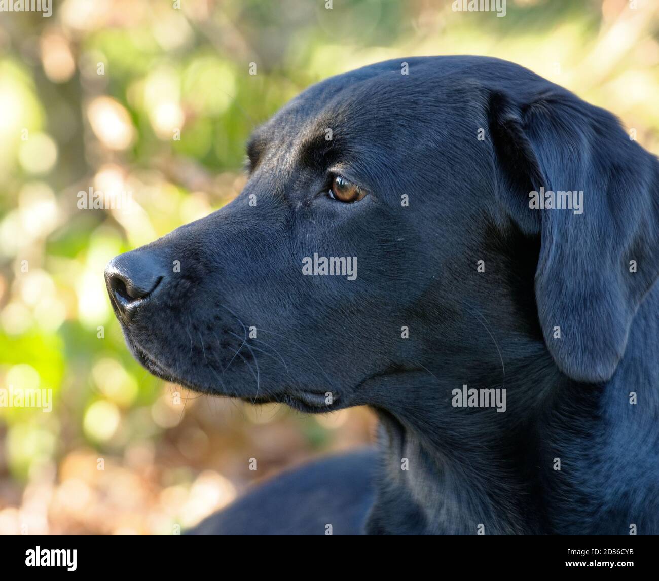 Weasel (Mustela nivalis) Juvenile orphan,in care Stock Photo - Alamy