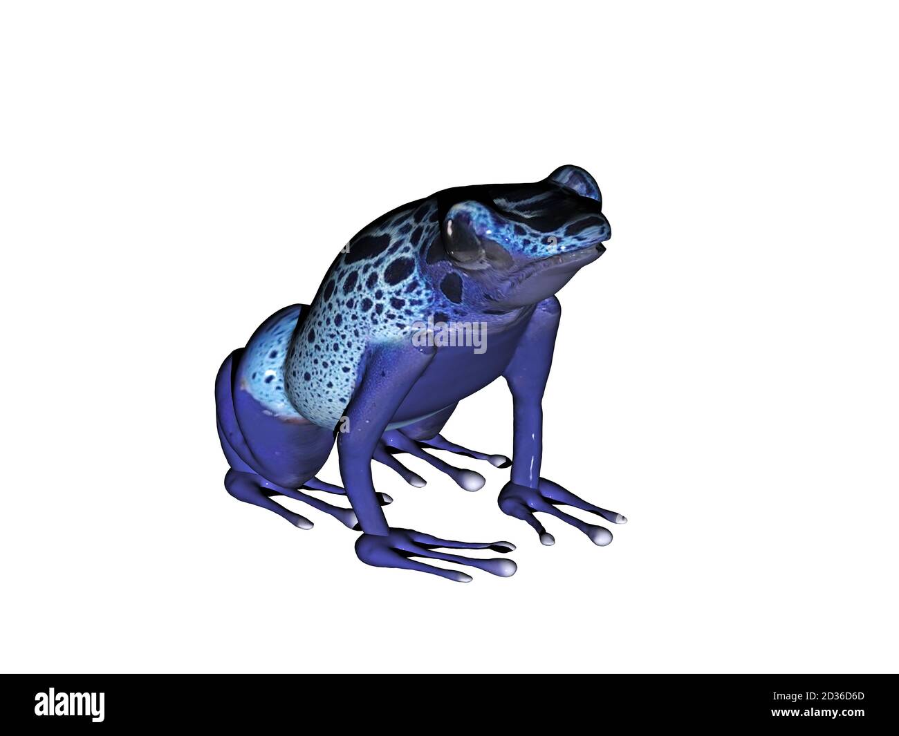 small blue poison dart frog from the Amazon Stock Photo - Alamy