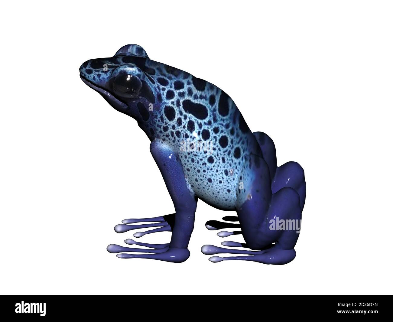small blue poison dart frog from the Amazon Stock Photo - Alamy