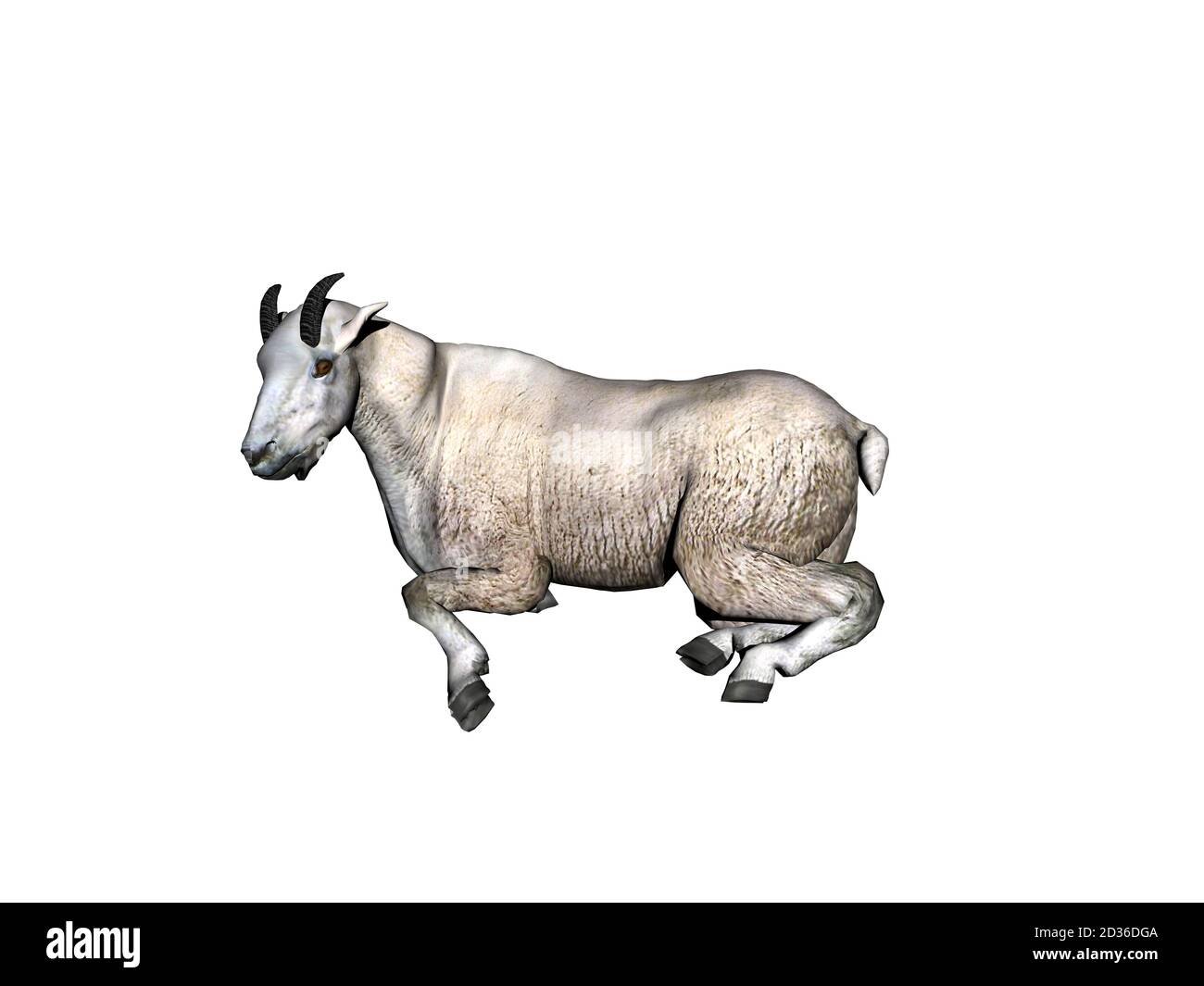 Mountain goat with white fur runs and jumps Stock Photo - Alamy