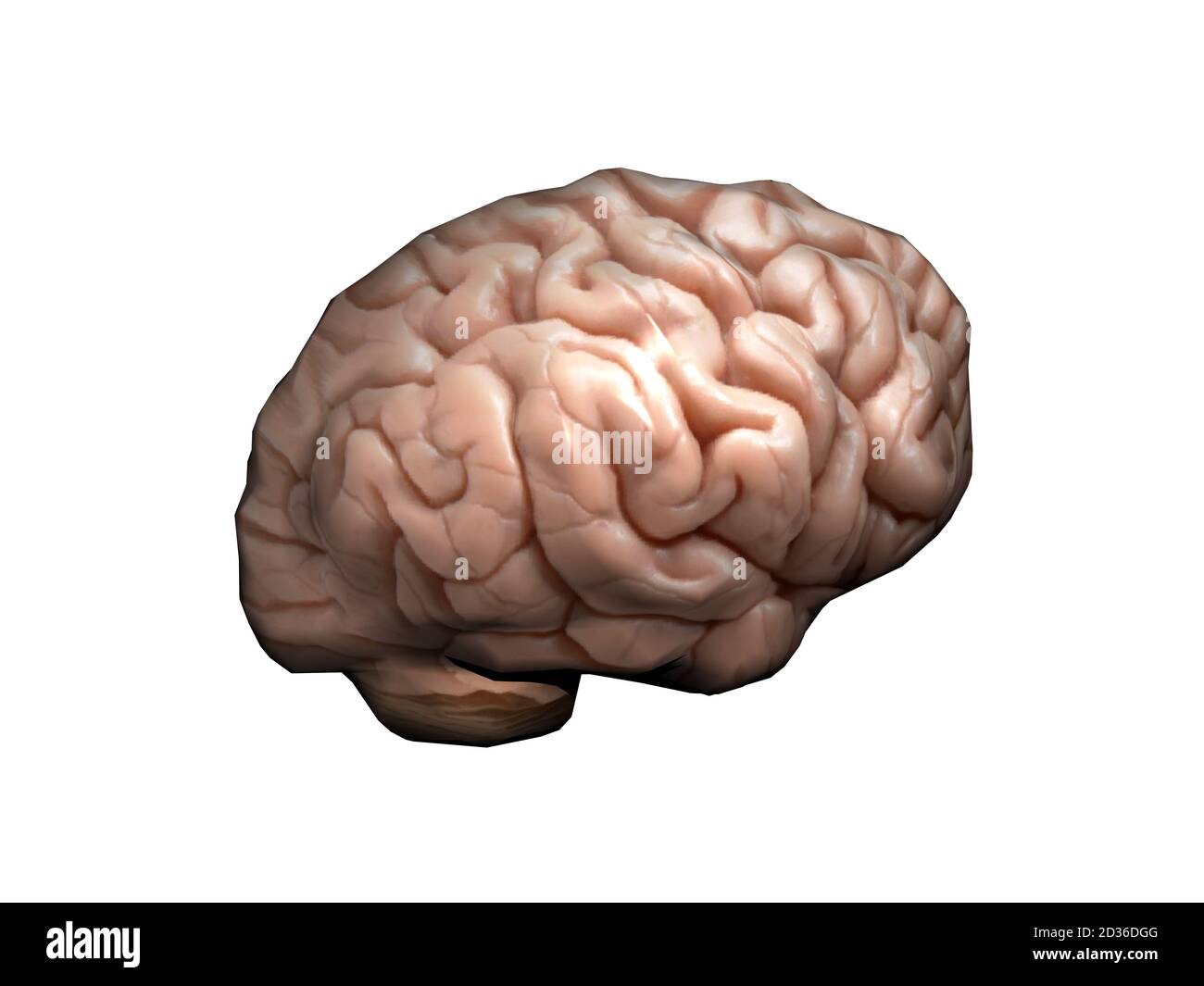 human brain with many turns Stock Photo - Alamy
