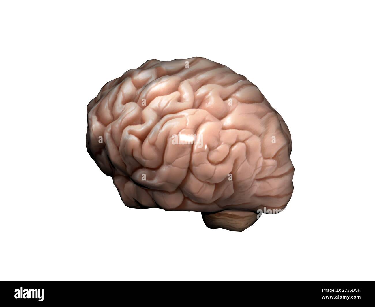 human brain with many turns Stock Photo - Alamy