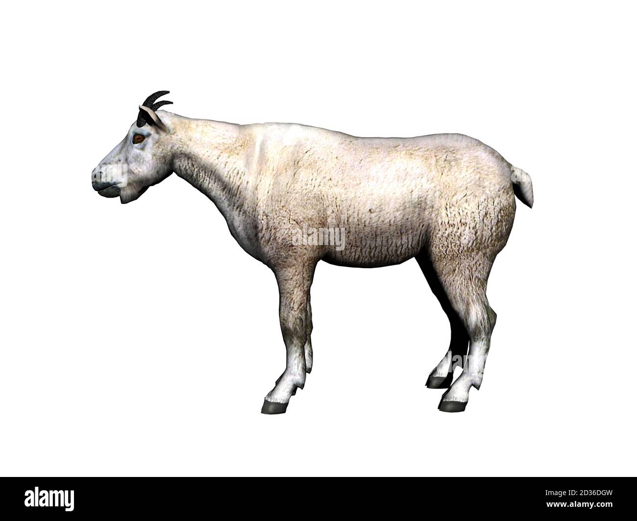 Mountain goat with white fur runs and jumps Stock Photo - Alamy