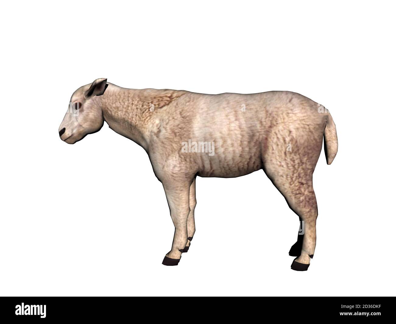 Mountain goat with white fur runs and jumps Stock Photo - Alamy