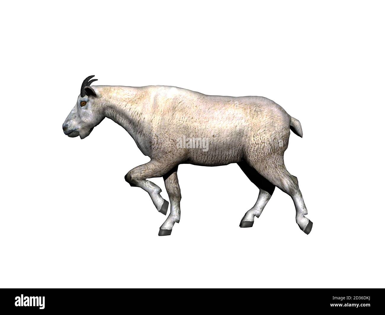 Mountain goat with white fur runs and jumps Stock Photo - Alamy