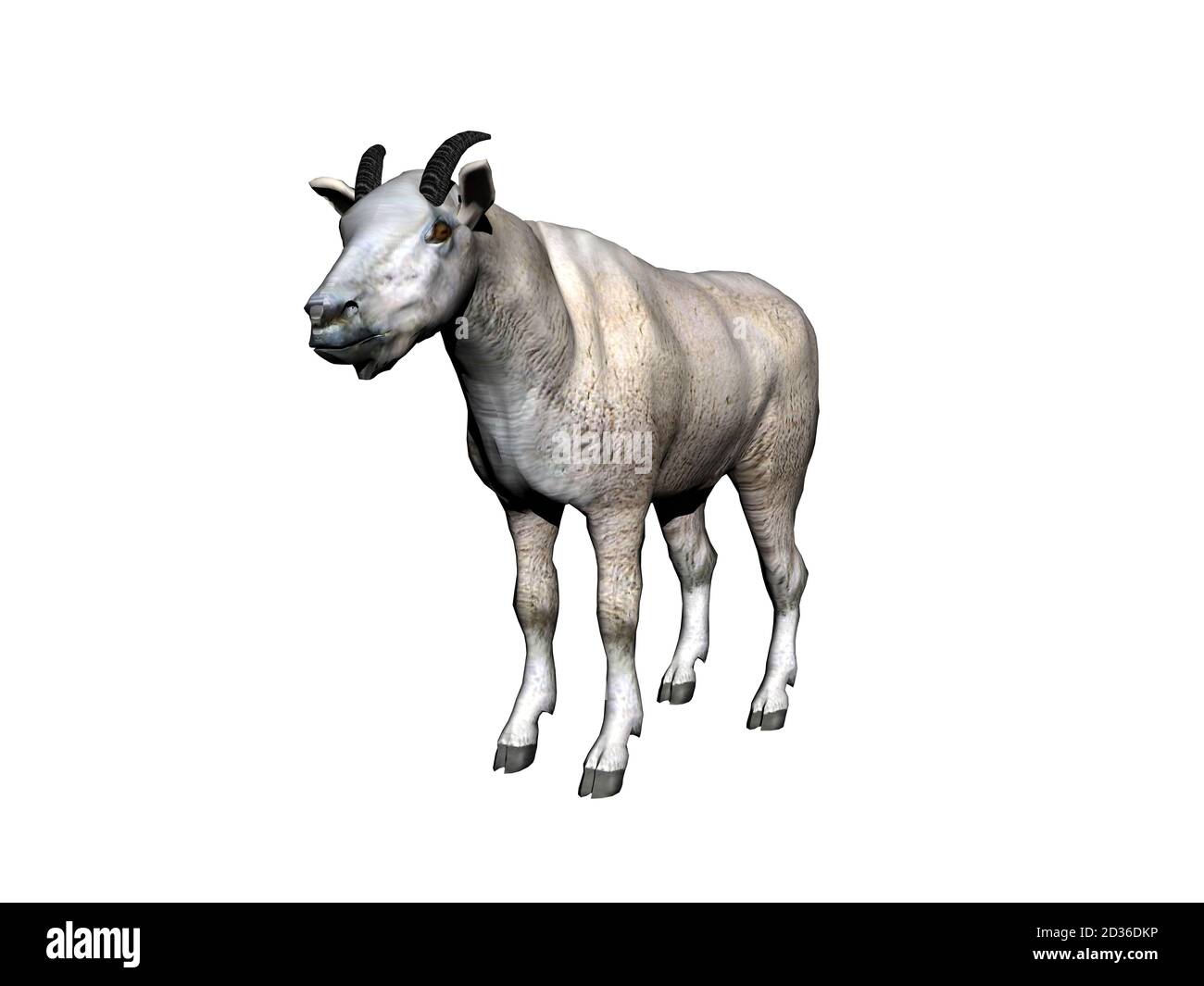 Mountain goat with white fur runs and jumps Stock Photo - Alamy