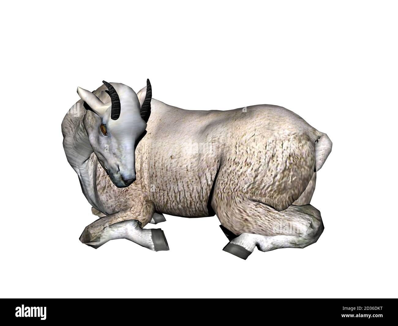 Mountain goat with white fur runs and jumps Stock Photo - Alamy