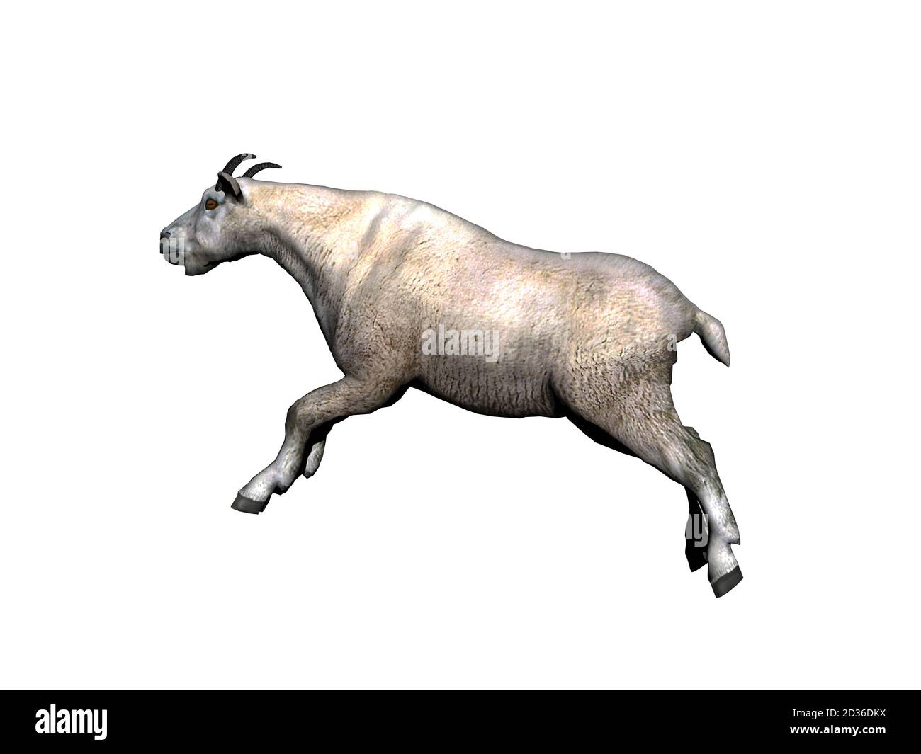 Mountain goat with white fur runs and jumps Stock Photo - Alamy