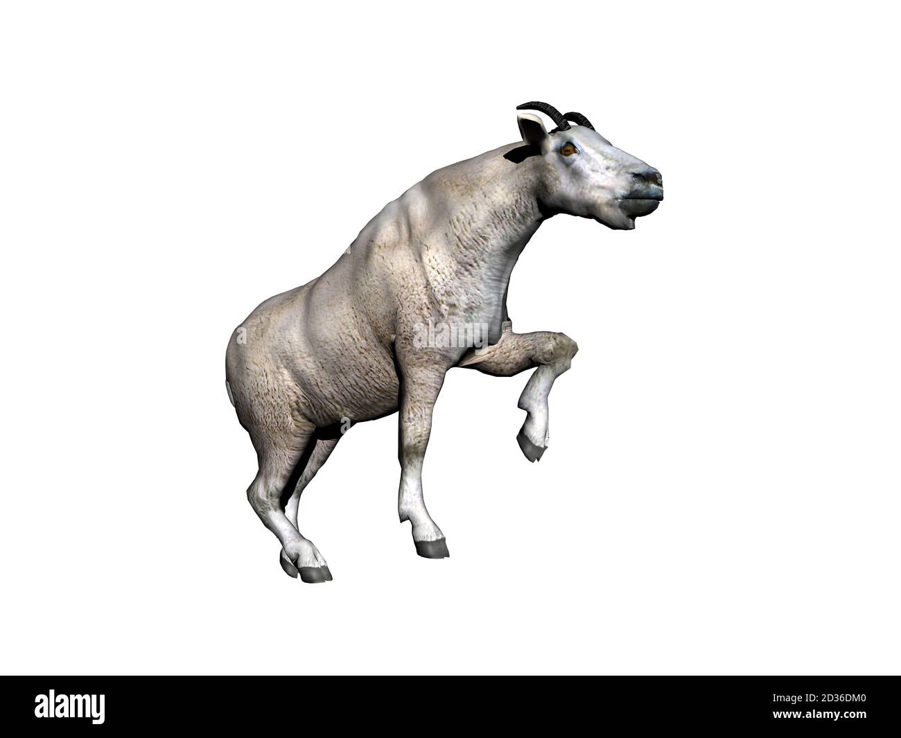 Mountain goat with white fur runs and jumps Stock Photo - Alamy