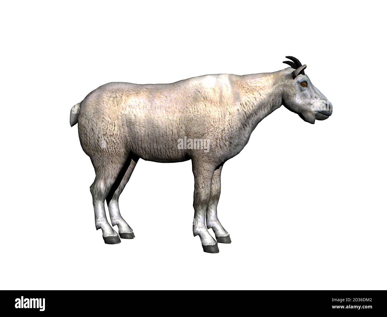 Mountain goat with white fur runs and jumps Stock Photo - Alamy