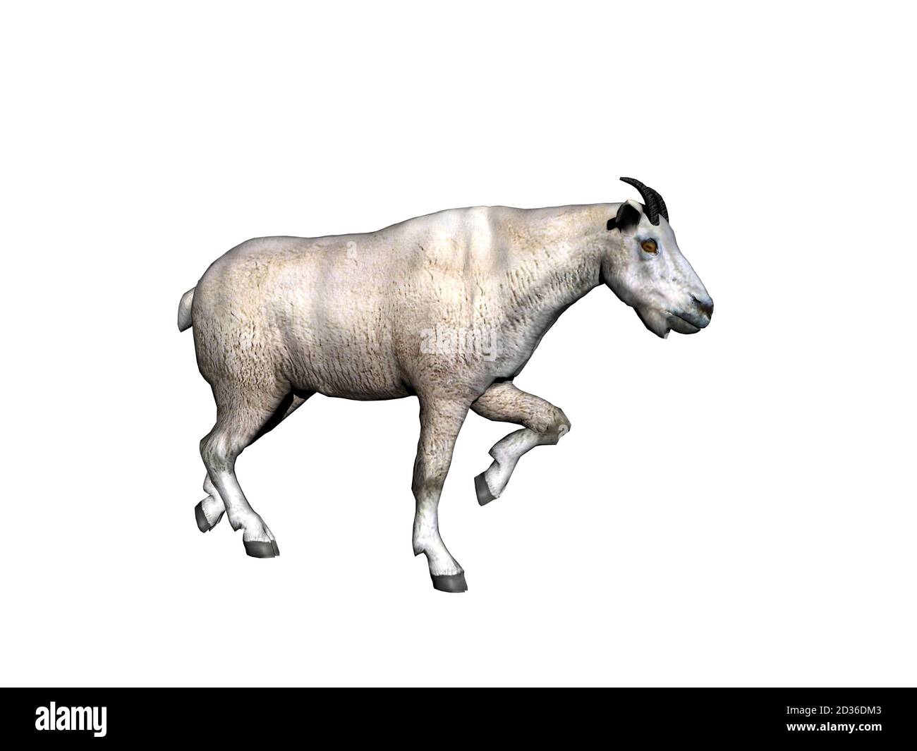 Mountain goat with white fur runs and jumps Stock Photo - Alamy