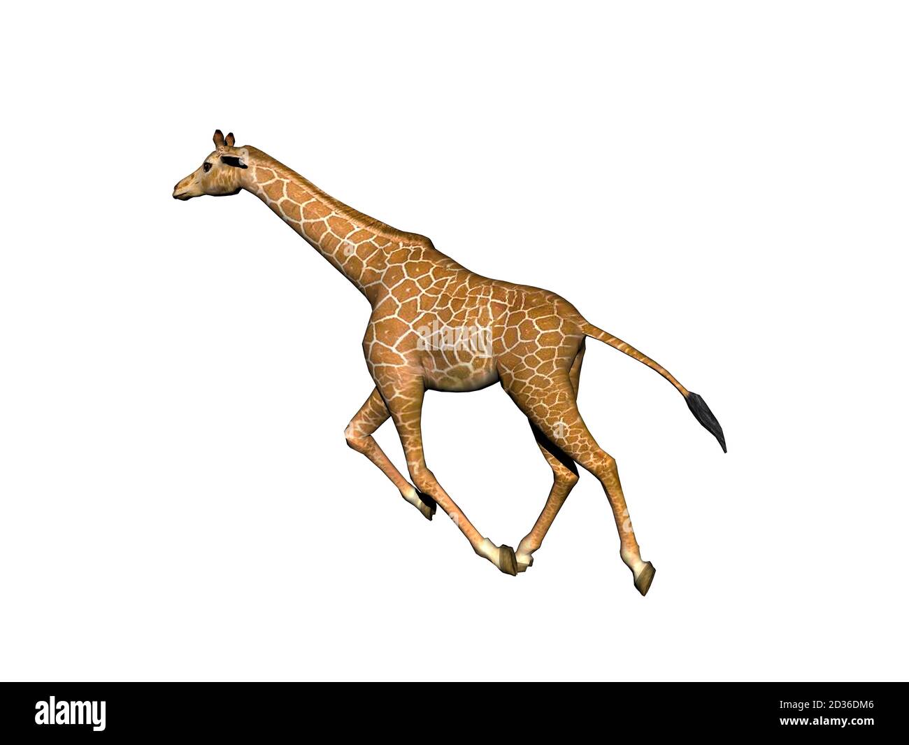 spotted giraffe with a long neck in the steppe of Africa Stock Photo ...