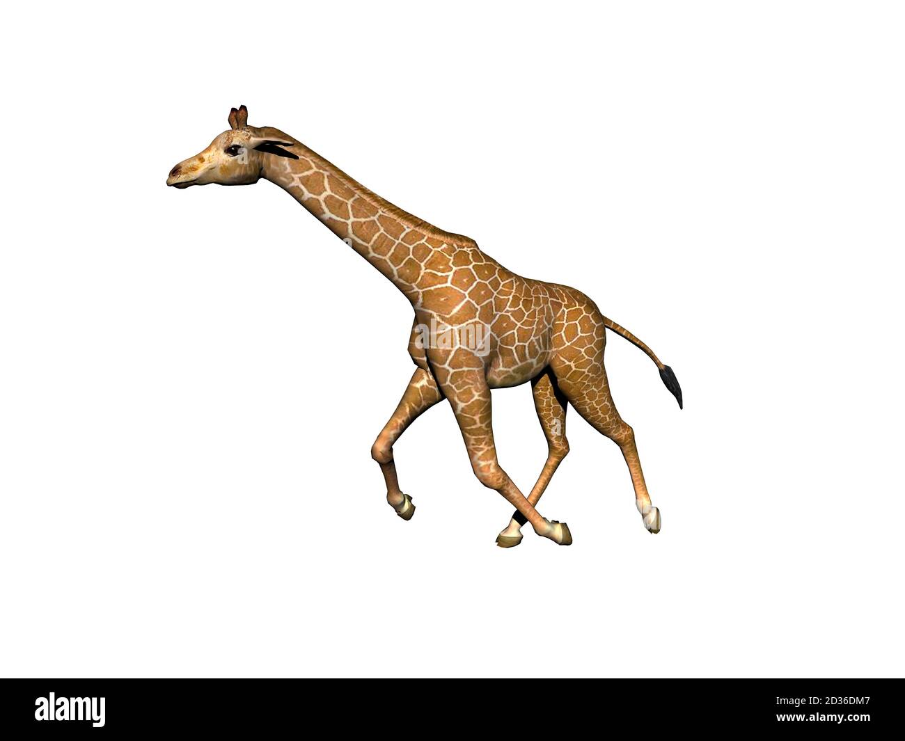 spotted giraffe with a long neck in the steppe of Africa Stock Photo ...