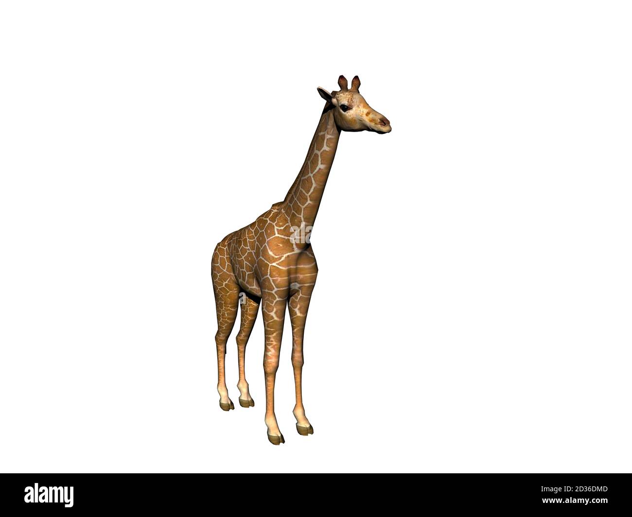 spotted giraffe with a long neck in the steppe of Africa Stock Photo ...