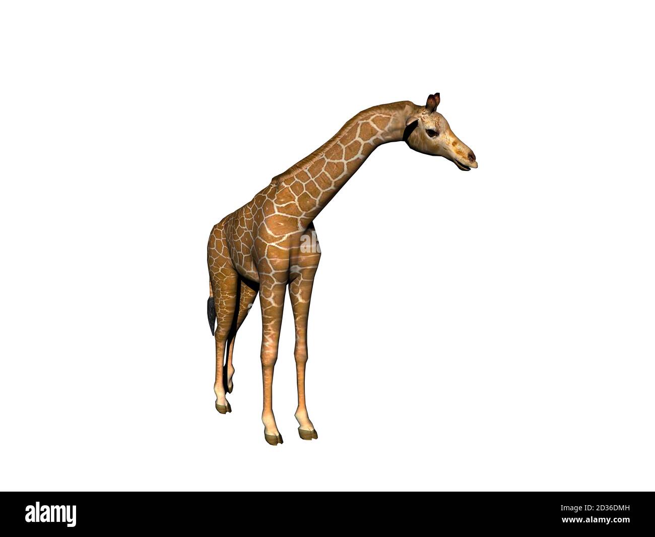 spotted giraffe with a long neck in the steppe of Africa Stock Photo ...