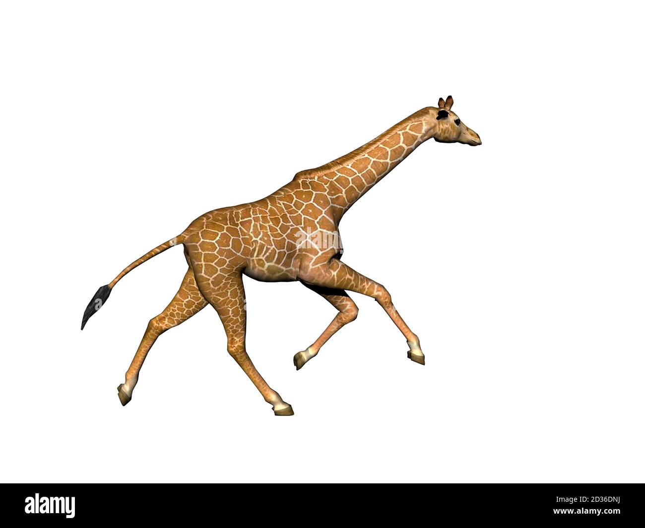 spotted giraffe with a long neck in the steppe of Africa Stock Photo ...