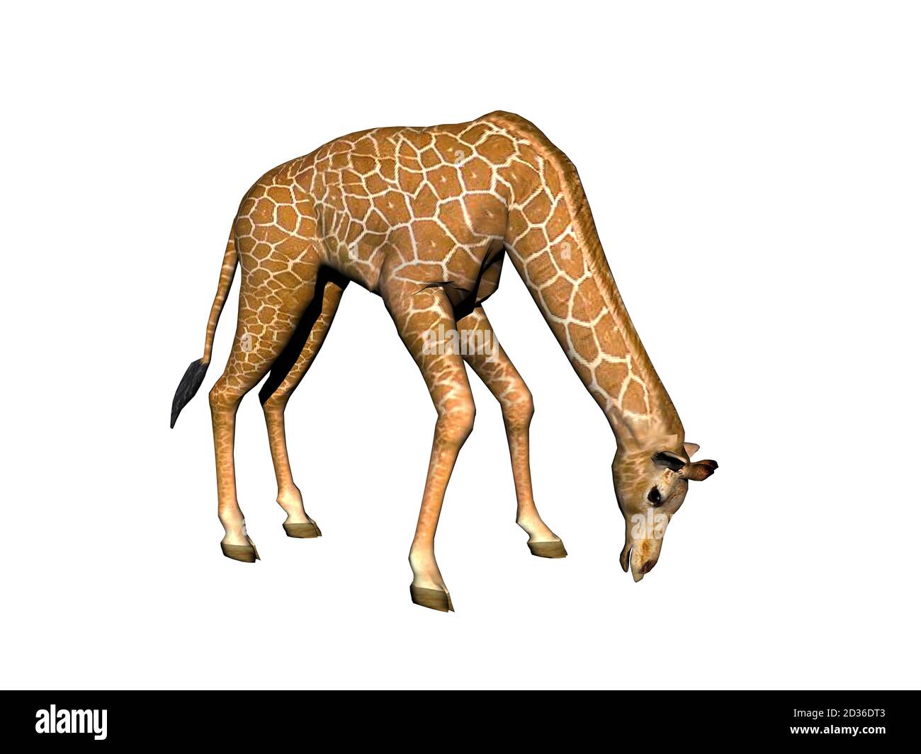 spotted giraffe with a long neck in the steppe of Africa Stock Photo ...