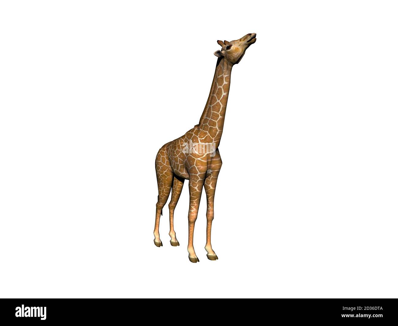 spotted giraffe with a long neck in the steppe of Africa Stock Photo ...